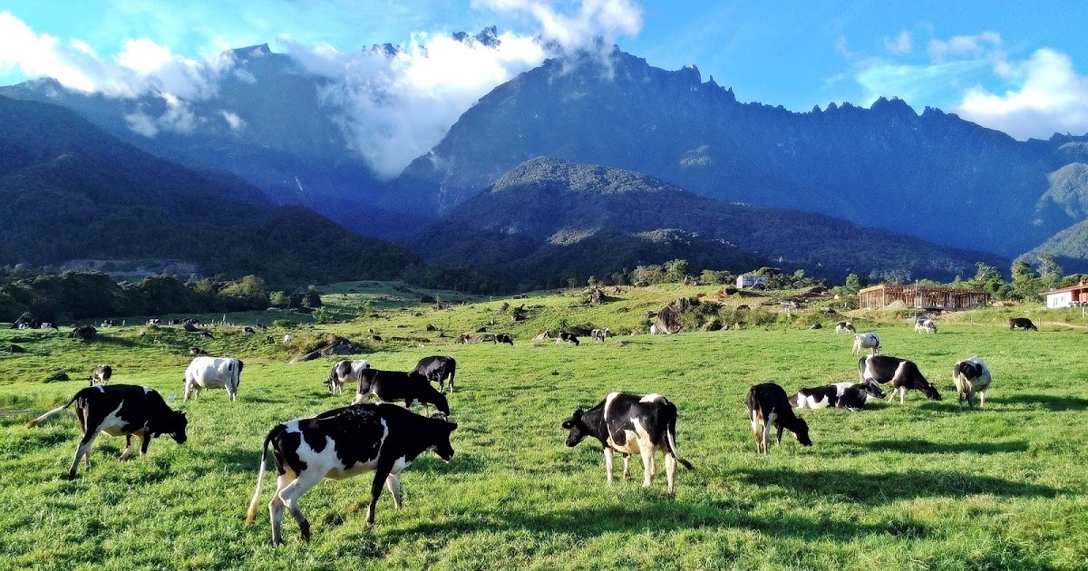 Desa Cattle Dairy Farm Kundasang Seakan berada di New Zealand ...
