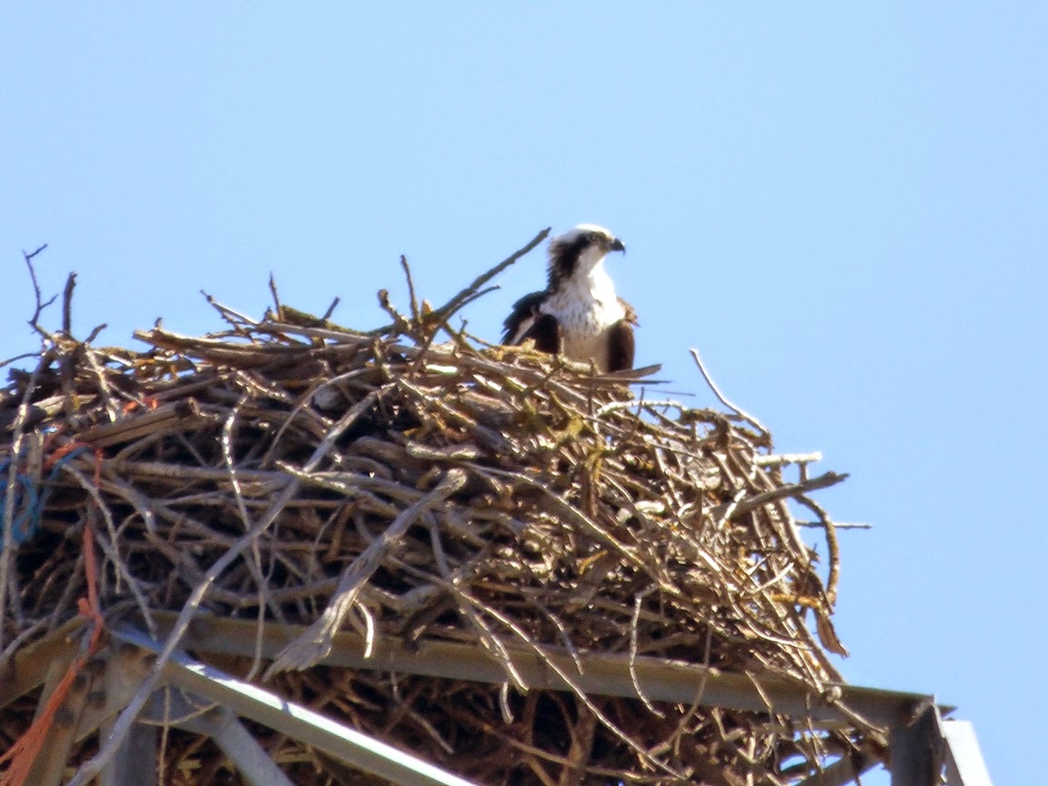 Geotripper's California Birds: Ospreys nesting near Turlock Lake