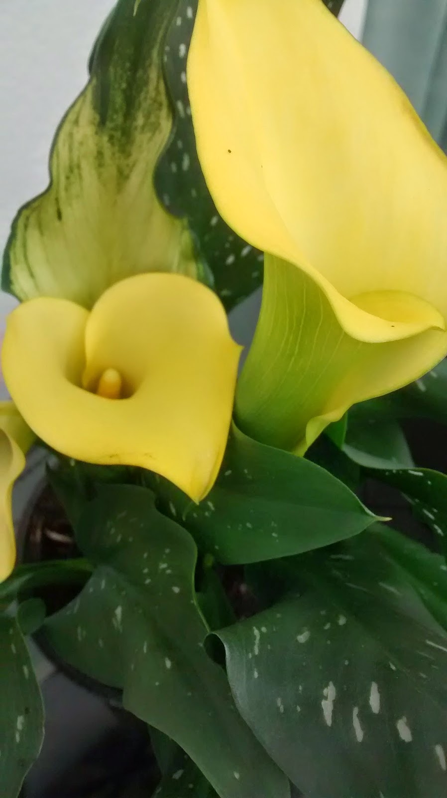 Jardinagem dia a dia: PLANTA MAJESTOSA E SOFISTICADA - CALLA