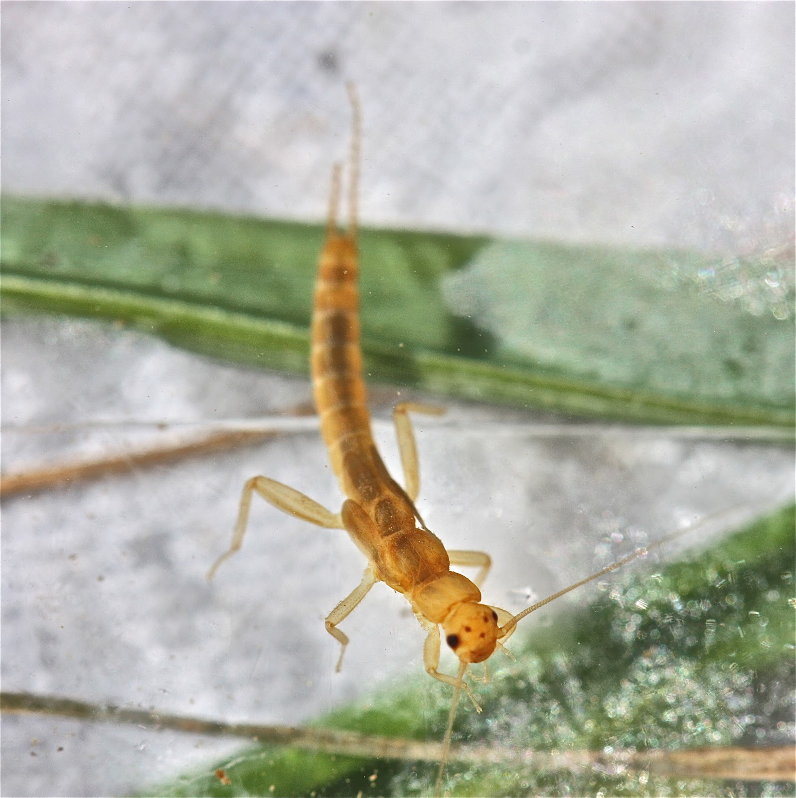 Aquatic Insects of Central Virginia: The Leuctrids (Rolledwinged ...