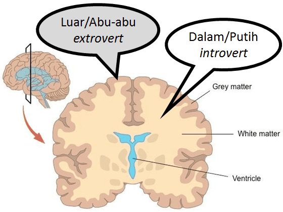 Tes Sidik Jari STIFIn: Tes STIFIn