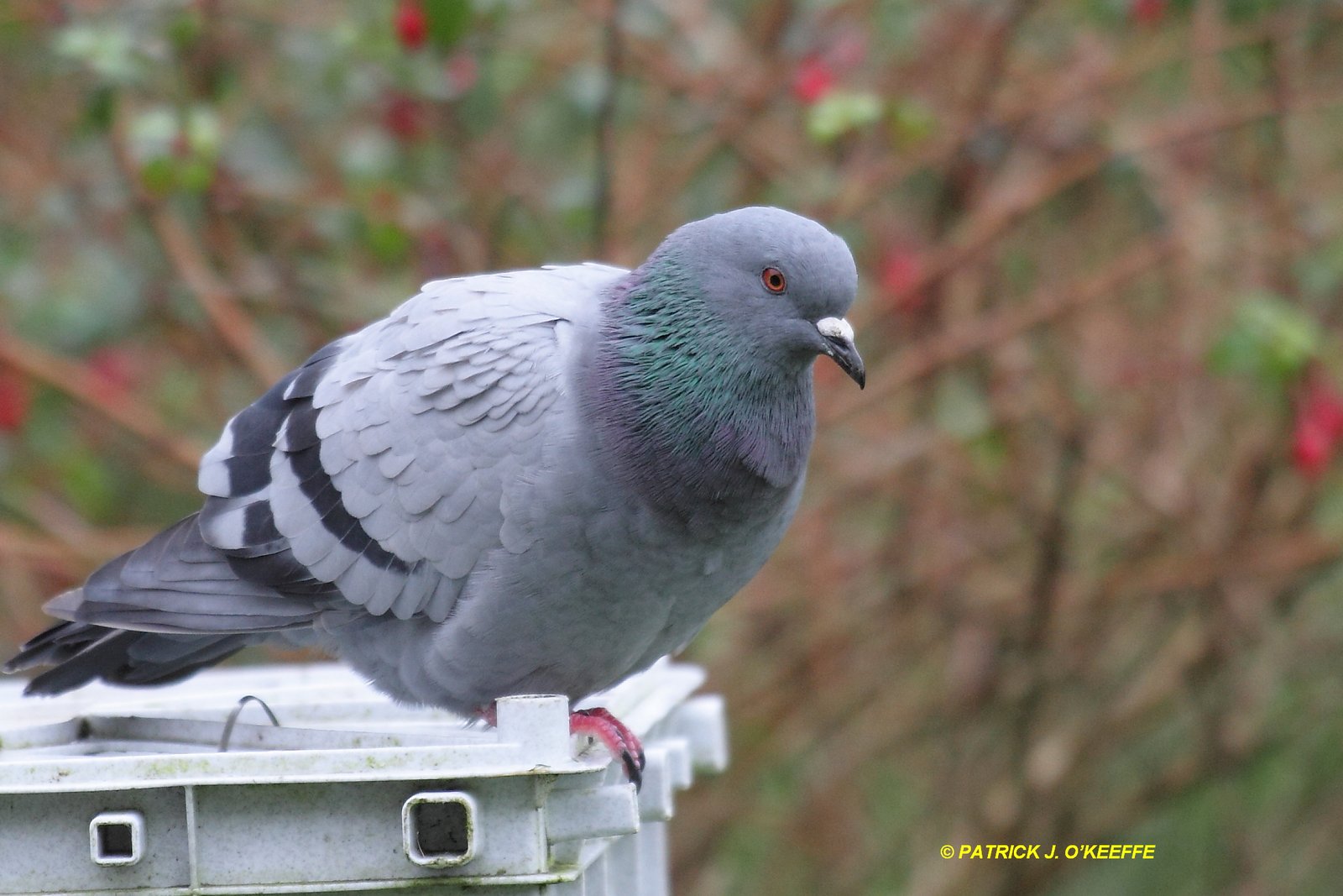 Raw Birds: ROCK DOVE (Columba livia) Cape Clear Island, Baltimore, Co ...