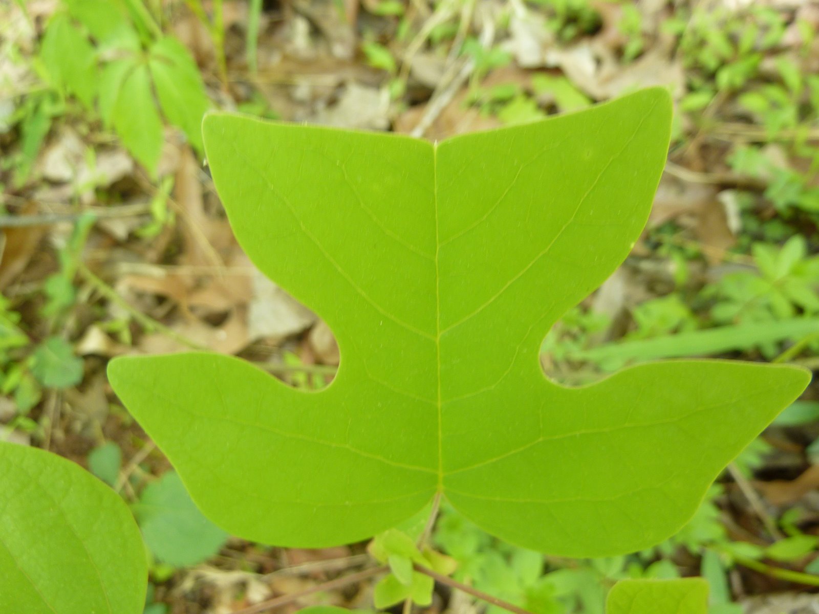 Triangle Flora: A young Tulip tree leaf at Penny's Bend in Durham