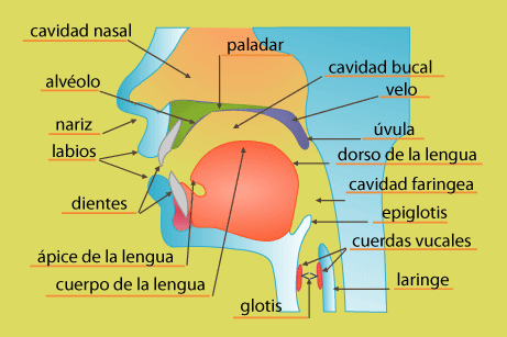 RadioRevolución: EL APARATO FONADOR