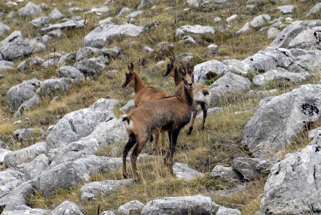 EL NIDO DEL XUAN: EL REBECO (Rupicabra rupicabra)