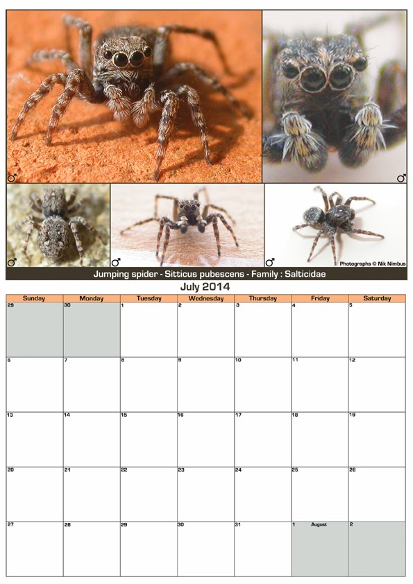 Arachnerds: Spiders Calendar 2014