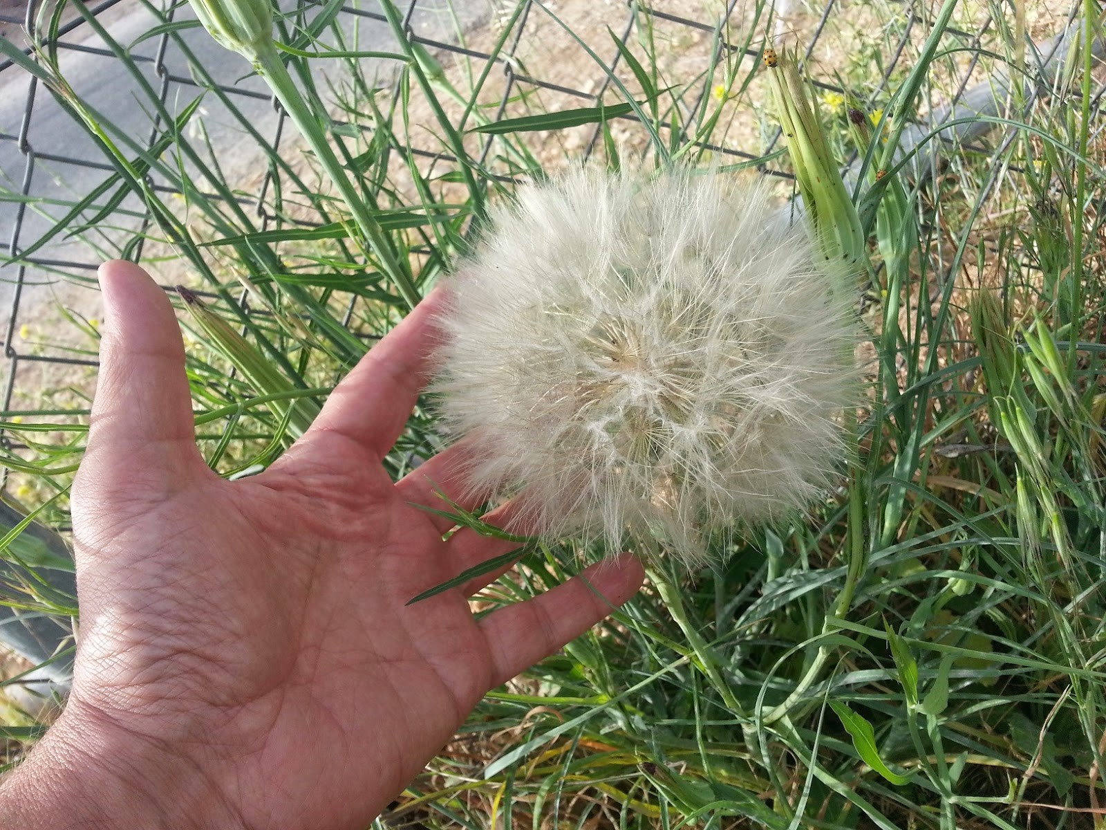 At Home in the World: Killer dandelions