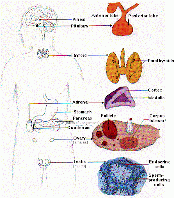 andi maryam: Sistem Endokrin