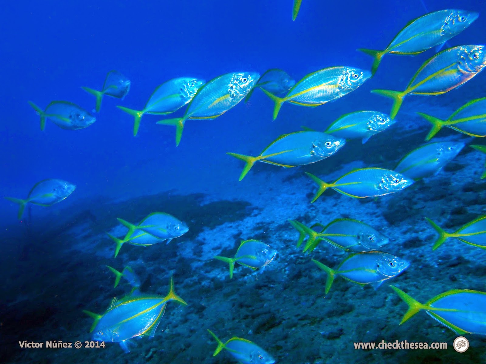 Check the Sea. Web de buceo y fotografía submarina de las Islas ...