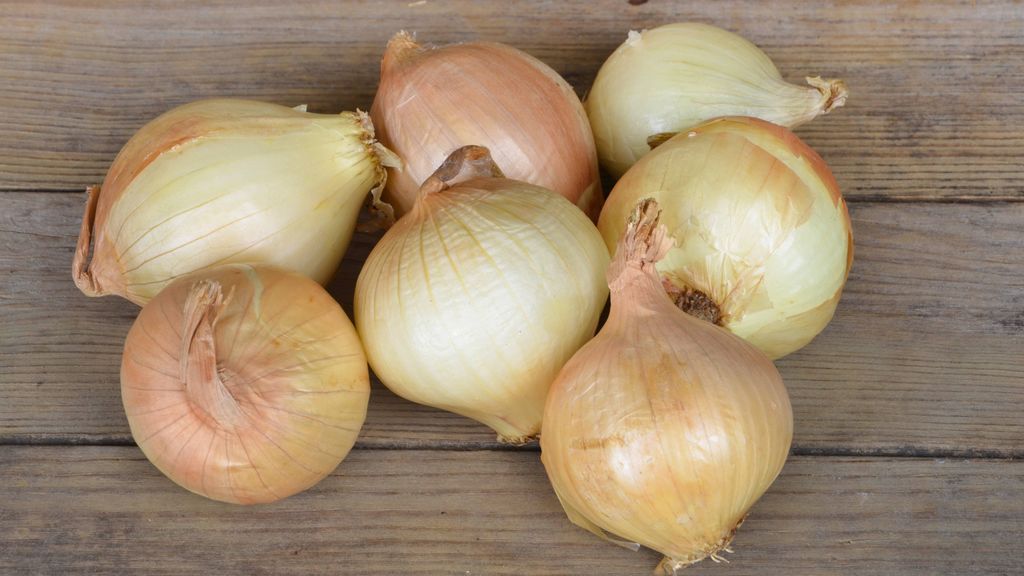 Agro-Industria de Cebollas: Características de la cebolla