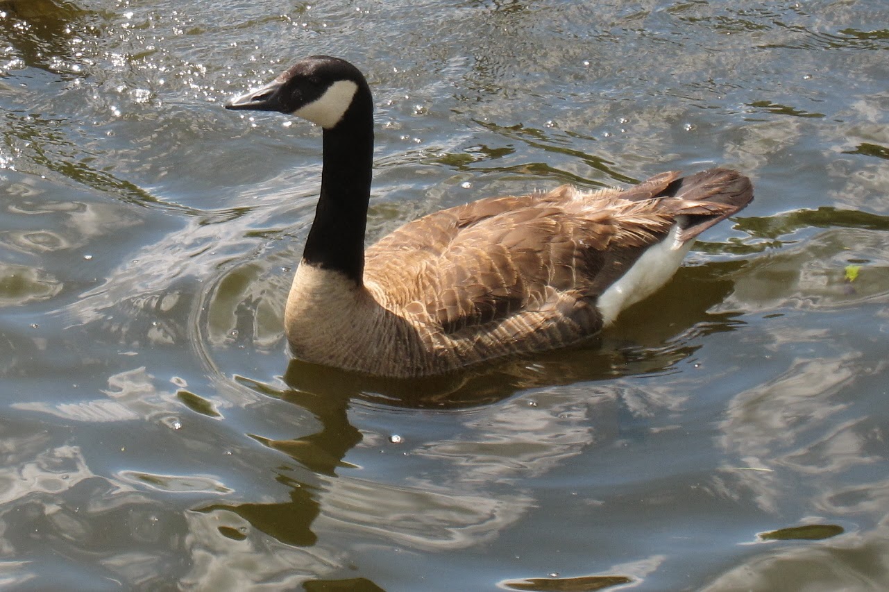 Maynard Life Outdoors and Hidden History of Maynard: You know you're ...