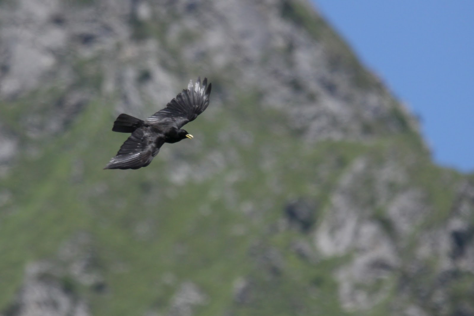 Joe Wynn Photography: 'Kid in a Sweetshop'- Birding the Pyrenees (Part ...