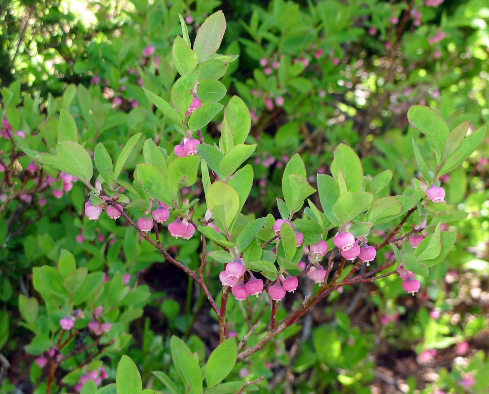 Wild Harvests: Mountain Berries: Huckleberries, Bilberries, and ...