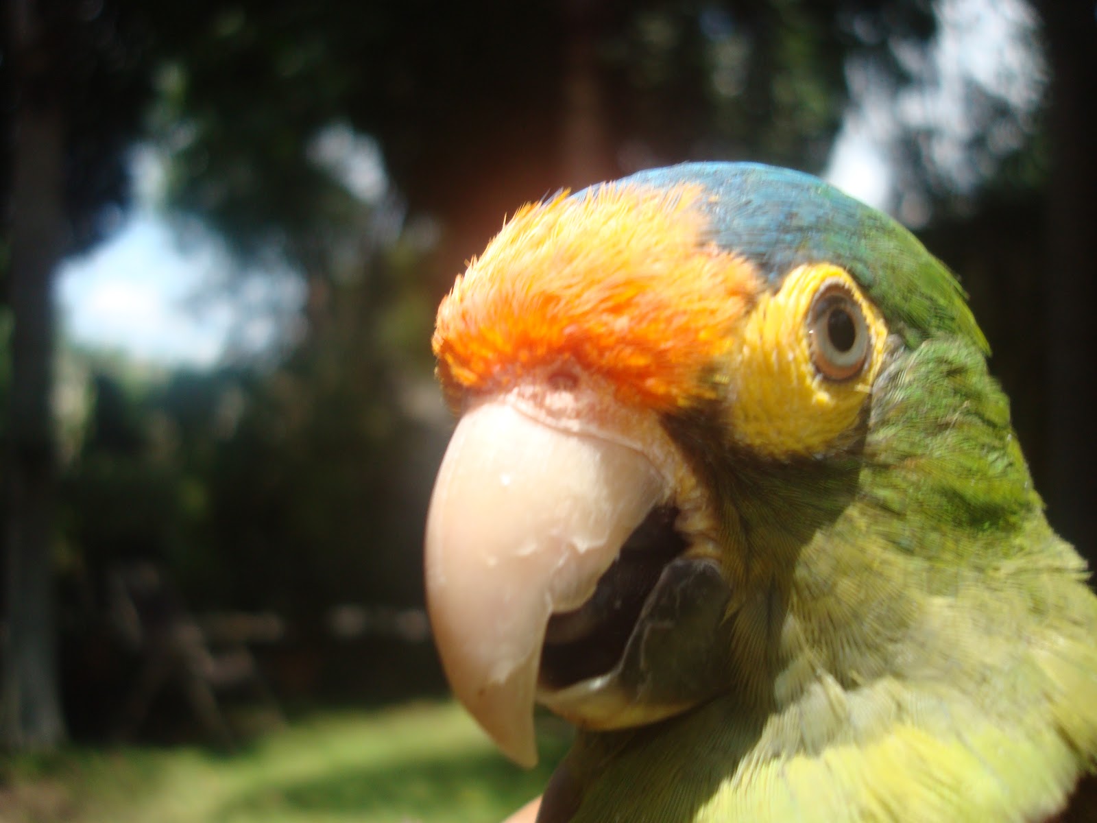 sancarlosfortin: perico atolero macho