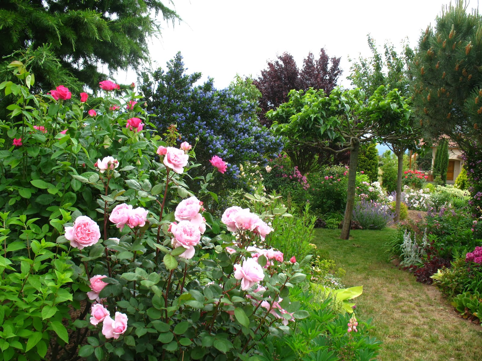 Roses du jardin Chêneland: Rosier "Brother Cadfael"