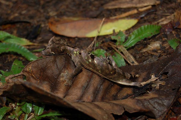 animales contentos: El gecko cola de hoja