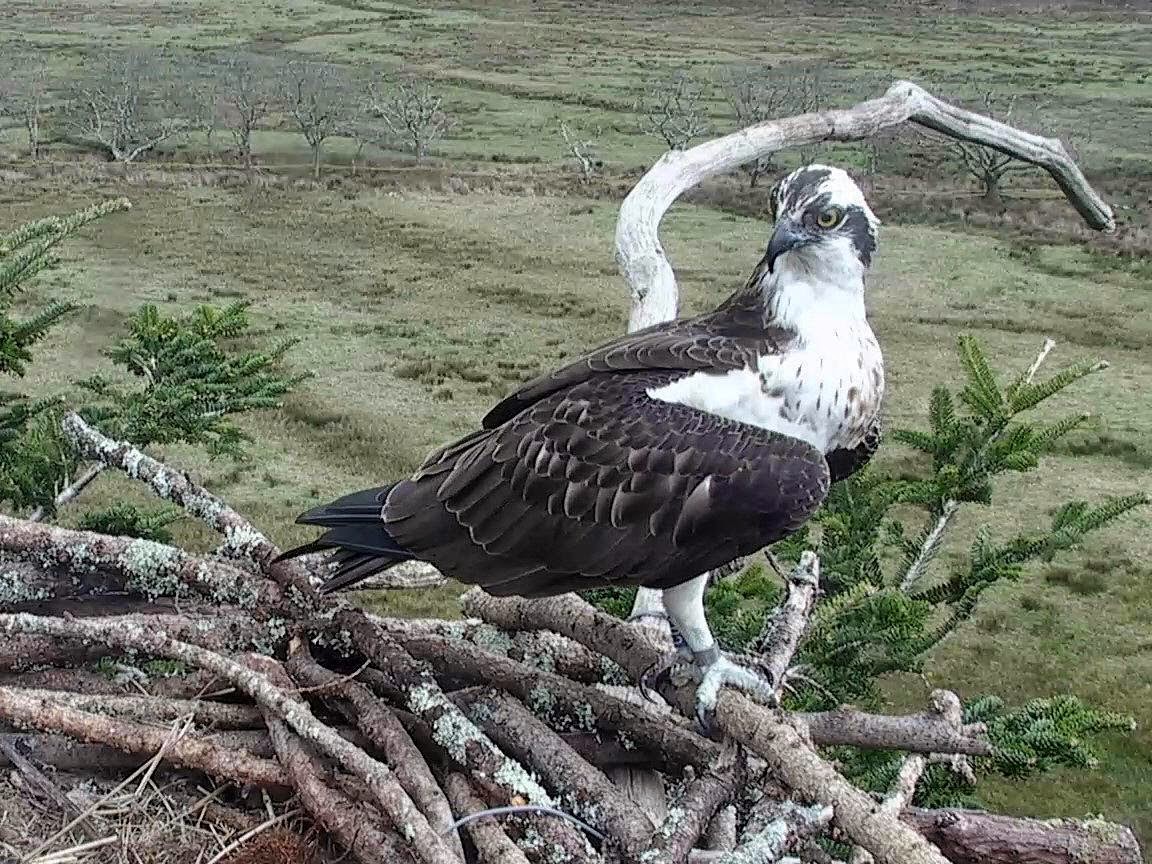 Campbell's Cottage: The Glaslyn Osprey Saga