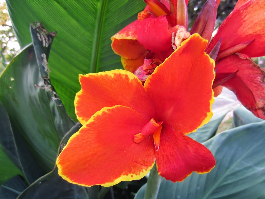 Canna índica o capacho, achira, lengua de dragón... | Plantas