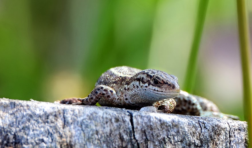Jozef van der Heijden - Natuurfotografie: Levendbarende hagedis