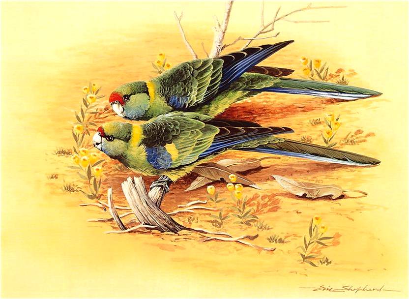 AMARNA IMAGENS: PINTURAS DE ERIC SHEPHERD