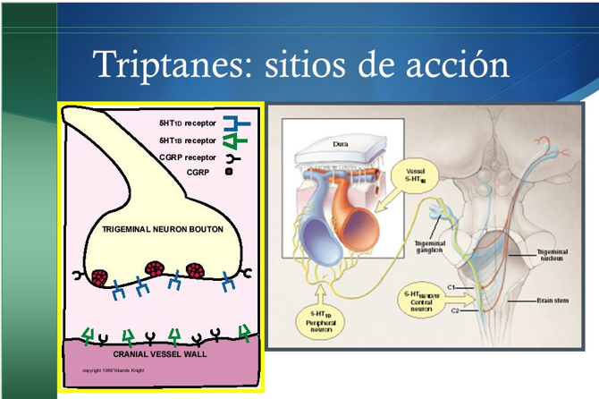 triptanes sitios de acción