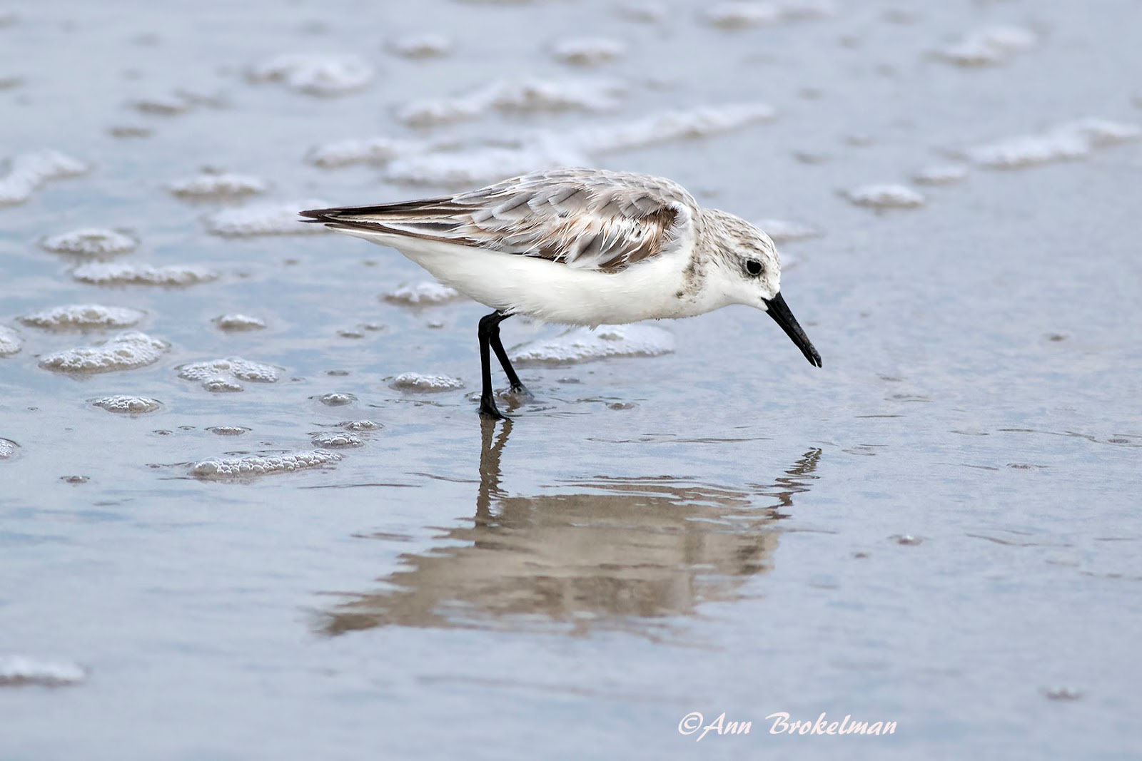 Ann Brokelman Photography: Sanderlings at the beach in Florida