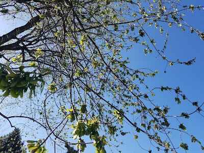 Foraging #5 Fresh Maple Spinners 2 Ways ~ Preesi ... Food Whore