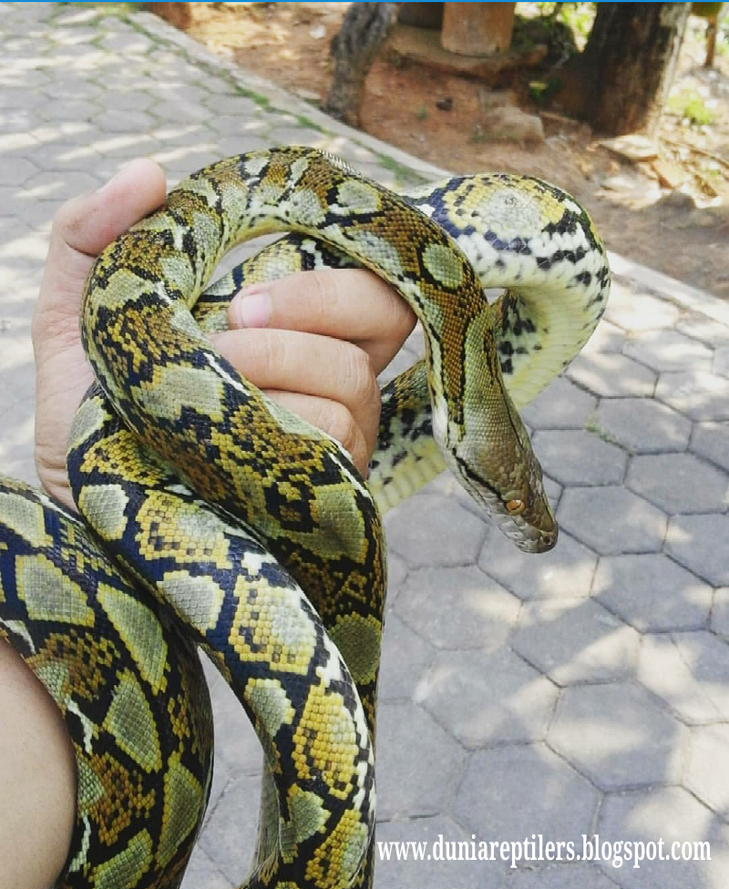 5 Jenis Ular Yang Cocok Untuk Pemula ( reptile) - Dunia Reptile