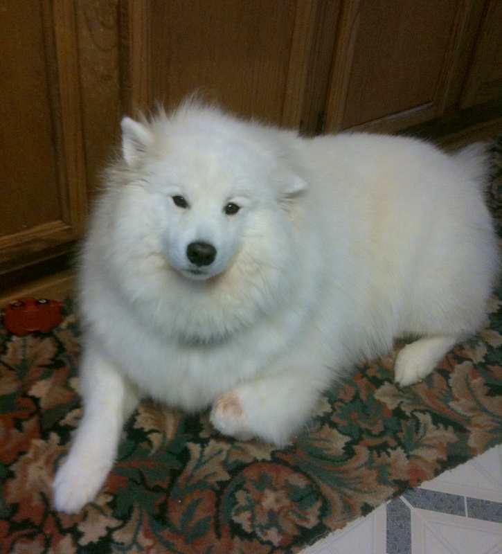 Felted Treasures: Fresh From the Wheel ~ Samoyed Dog