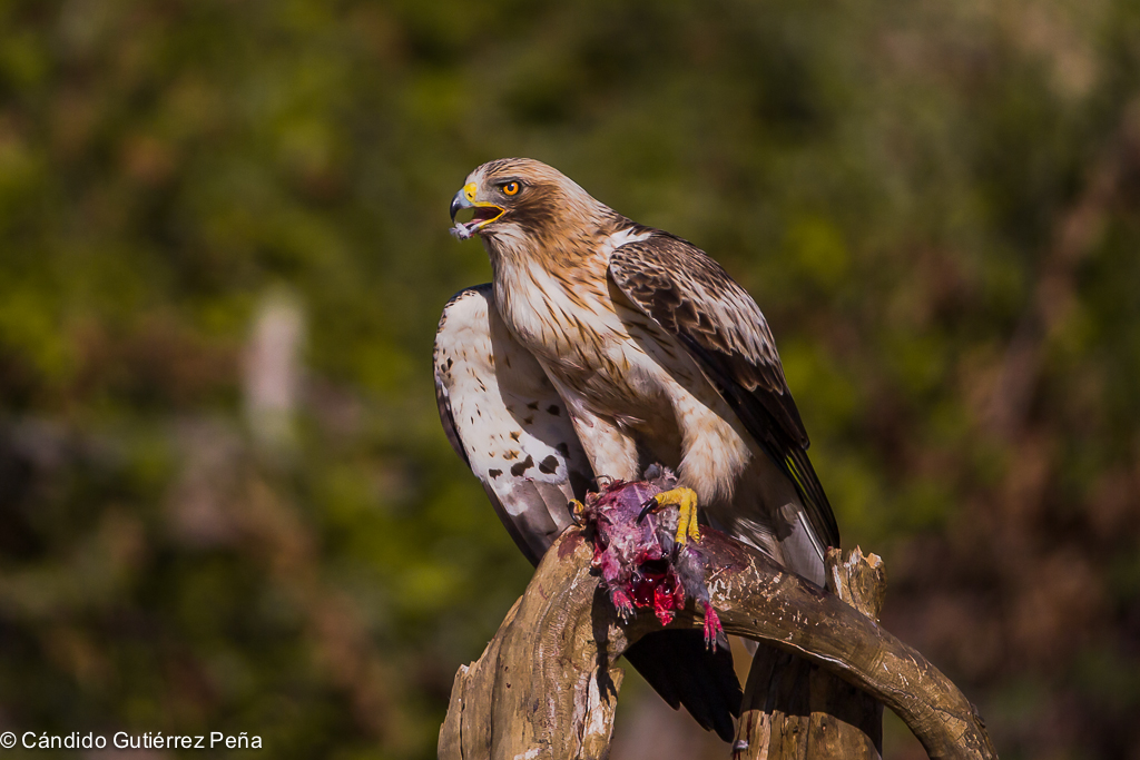 AGUILILLA CALZADA - Hieraatus Pennatus | Observatorio de la Naturaleza