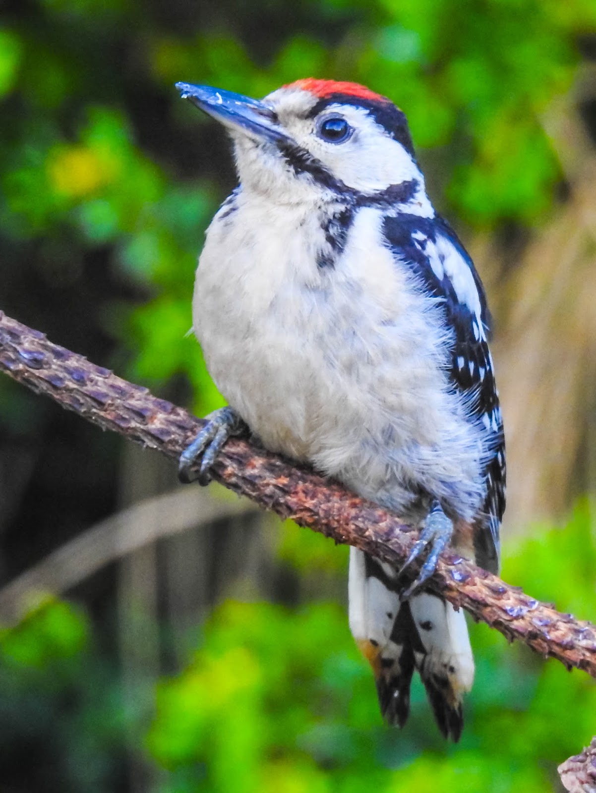 AVES DEL CIELO - BIRDS OF HEAVEN: Pico picapinos (Dendrocopos major ...