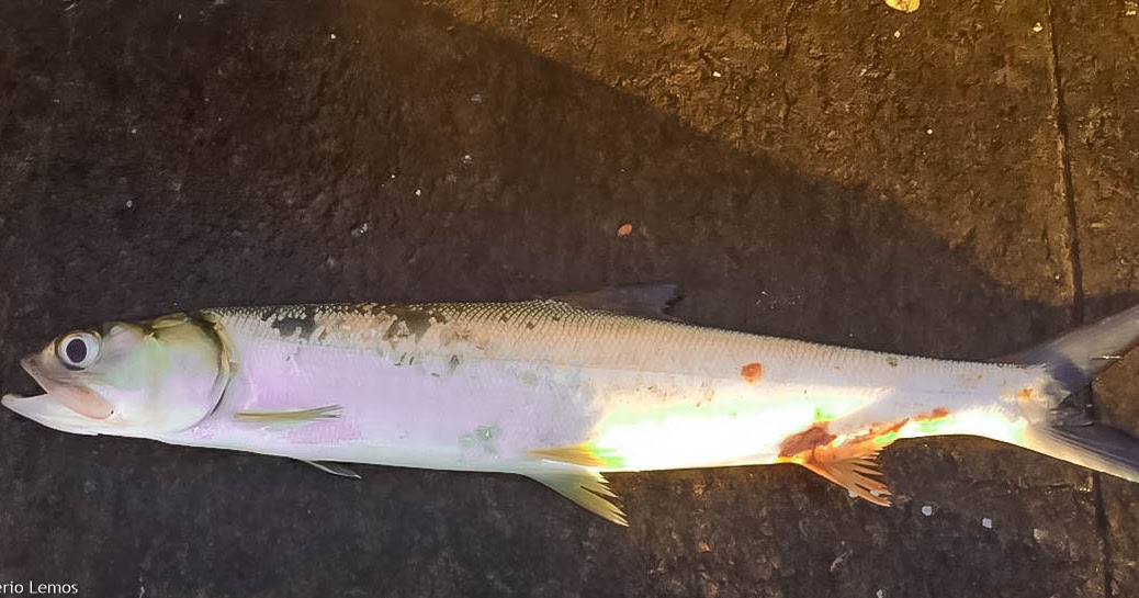 JORNAL DAS AVES e Peixes !: UBARANA: o Predador prateado!