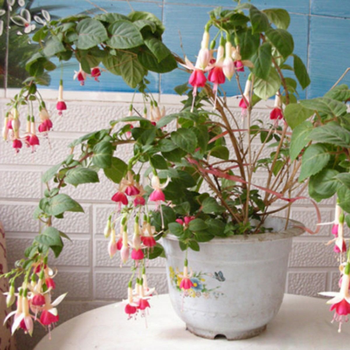 COMO CULTIVAR O BRINCO-DE-PRINCESA