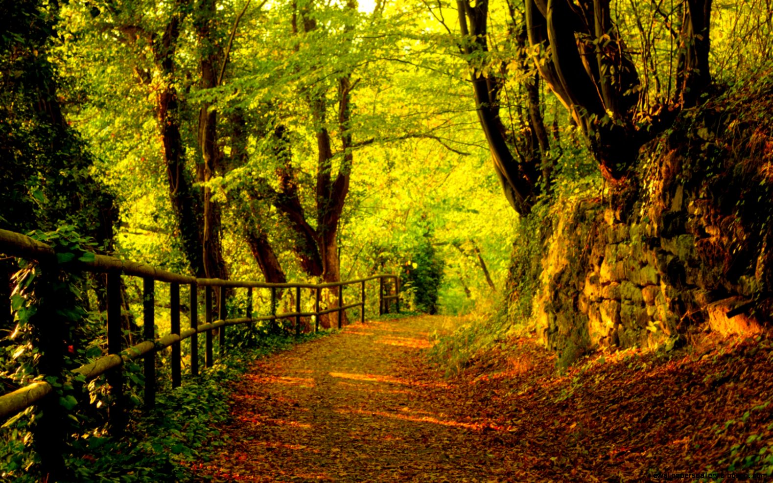 Hd Forest Trail | Wallpapers Gallery