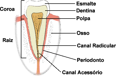 NANTES CESTA BÁSICA: Conhecendo o corpo humano: Os Dentes