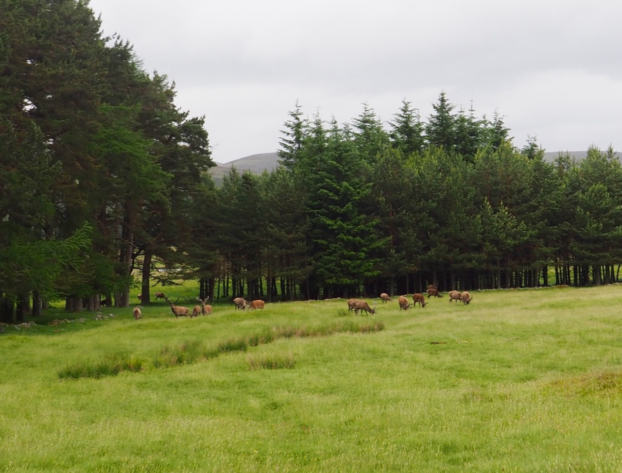 57 Degrees North: Eagle Ridge, Lochnagar