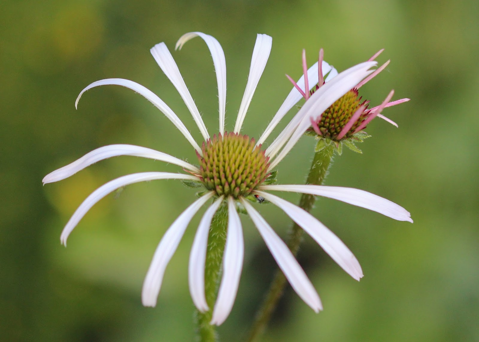 Red House Garden: The Pale Purple Coneflower
