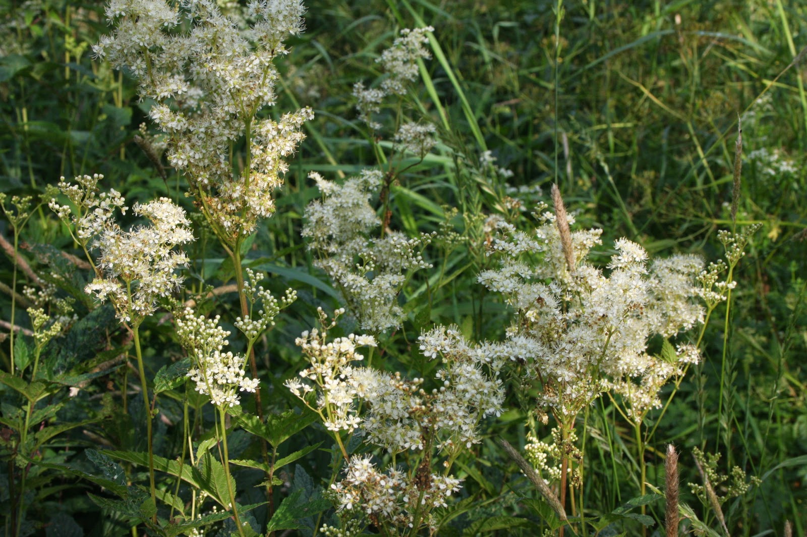 Siniunikon: Mesiangervo ja sikoangervo