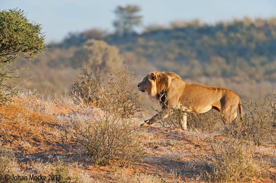 Johan Mocke Photography: "My Lion" for one hour in the Kgalagadi
