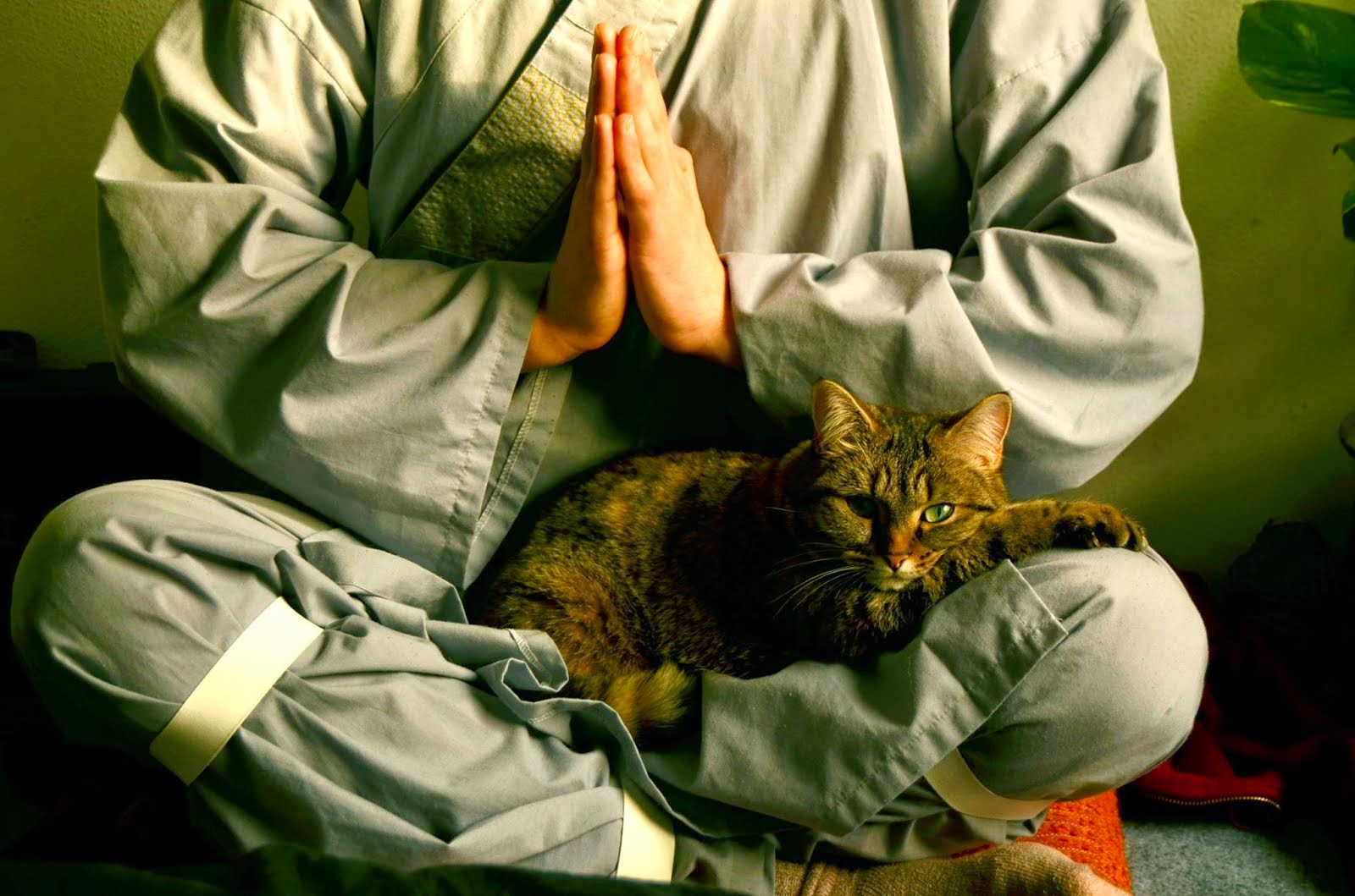 Shaolin Cat Boxing: Shaolin Yi Jin Jing | 少林易筋经