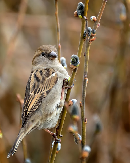 Knuts fugleblogg: Gråspurv (Passer domesticus)