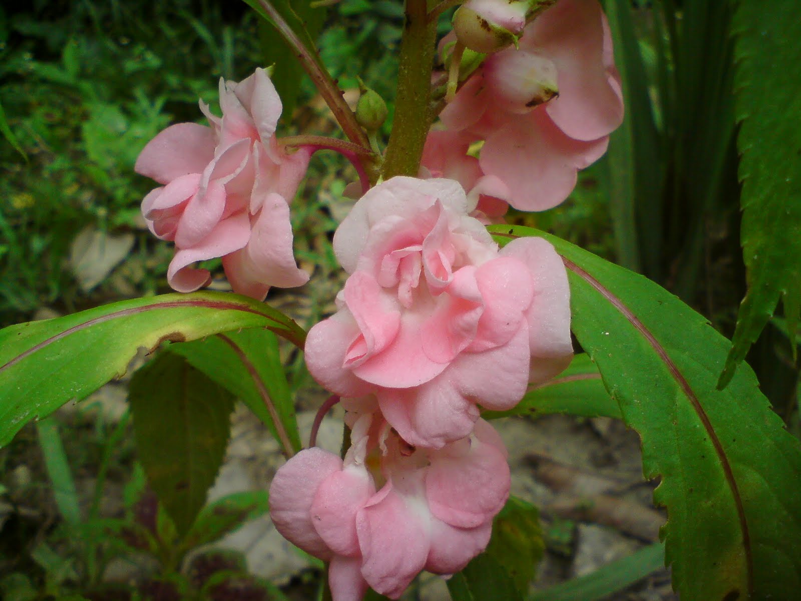 Baru 36+ PokokBunga Keembung, Hiasan Bunga