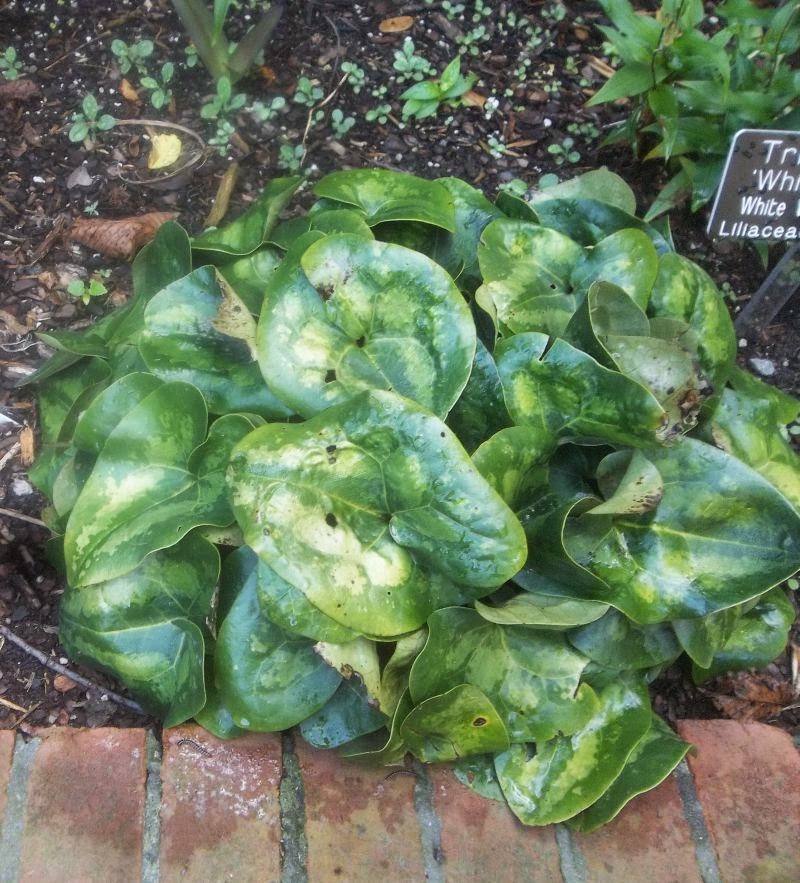 Future Plants by Randy Stewart: Asarum - Wild Gingers