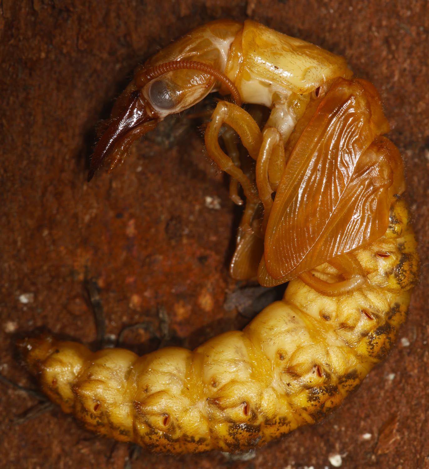 All of Nature: Hellgramite Wandering Equals Dobsonfly Pupae