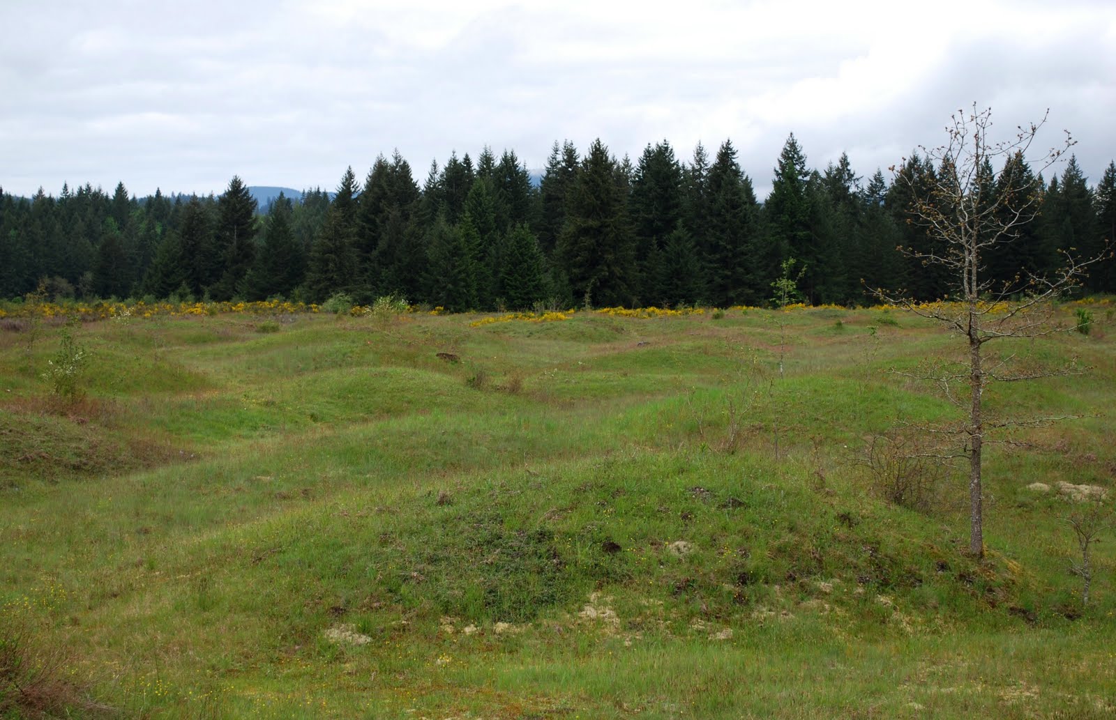 The Intercontinental Gardener: The mysterious mounds of Mima