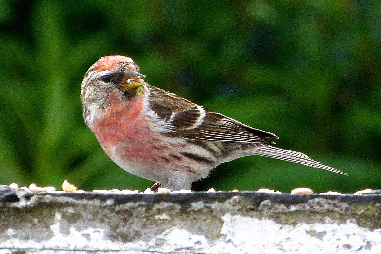 A Kilchoan Diary: Linnets & Redpolls