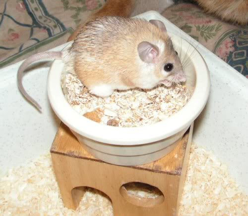 Suburban Hoofbeats: Spiny Mice