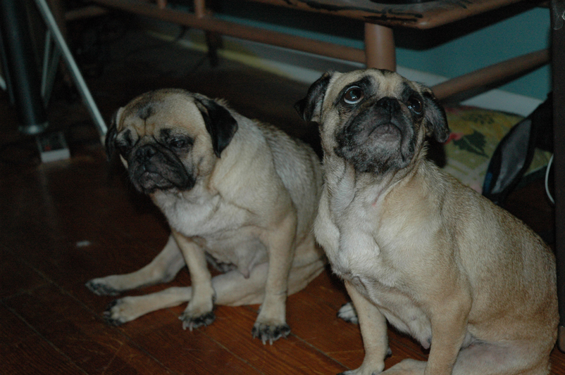 Present Letters: Grand Dogs