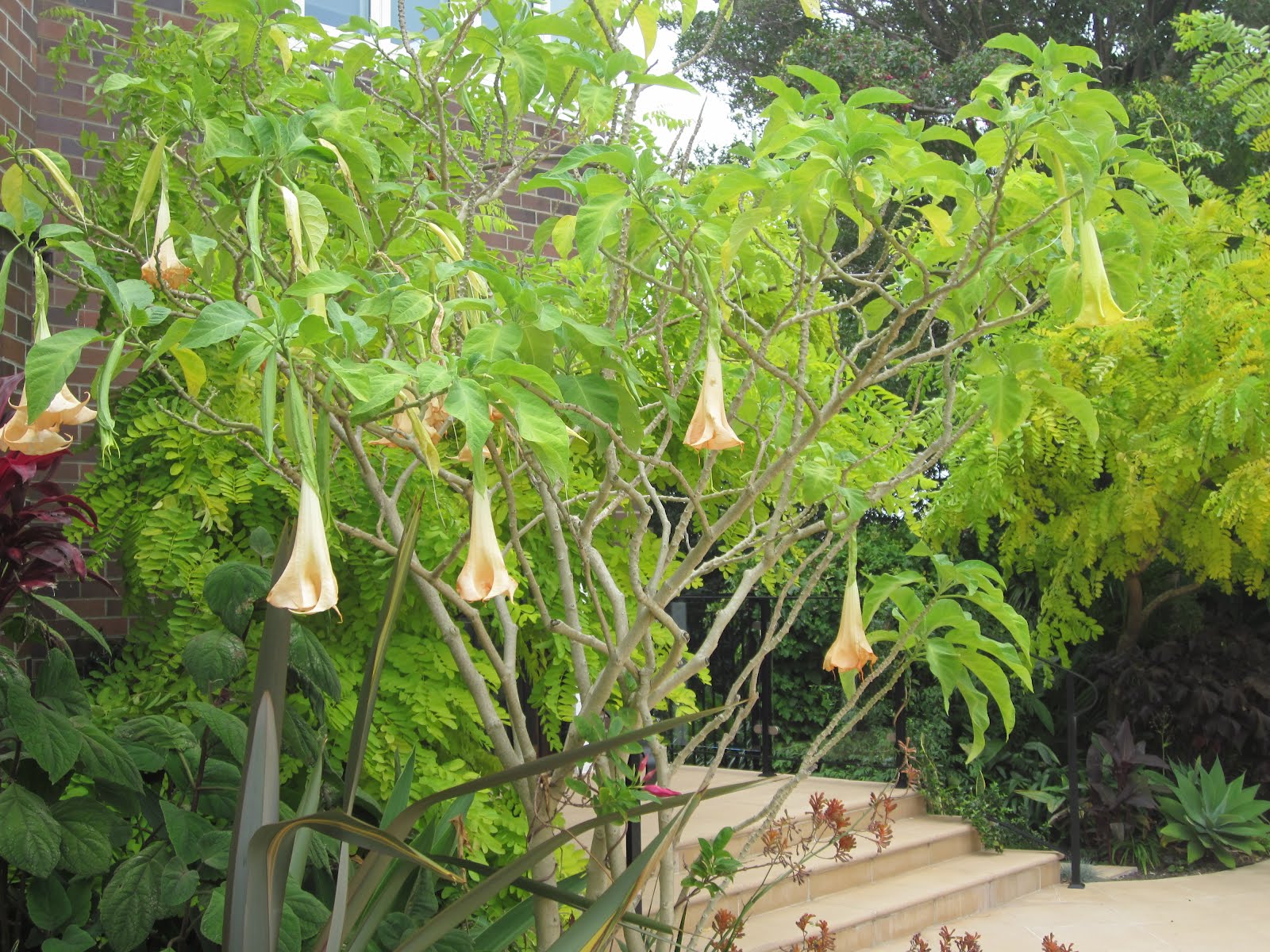 Anne en Inde: Voici l'arbre qui produit des fleurs en forme de cloches.