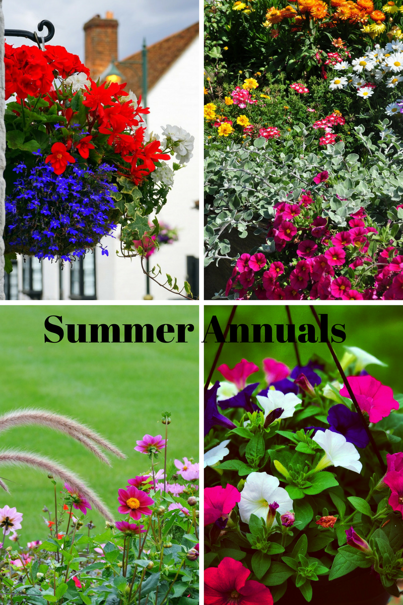 Sensational Colors in the Garden 10 Must Have Annuals